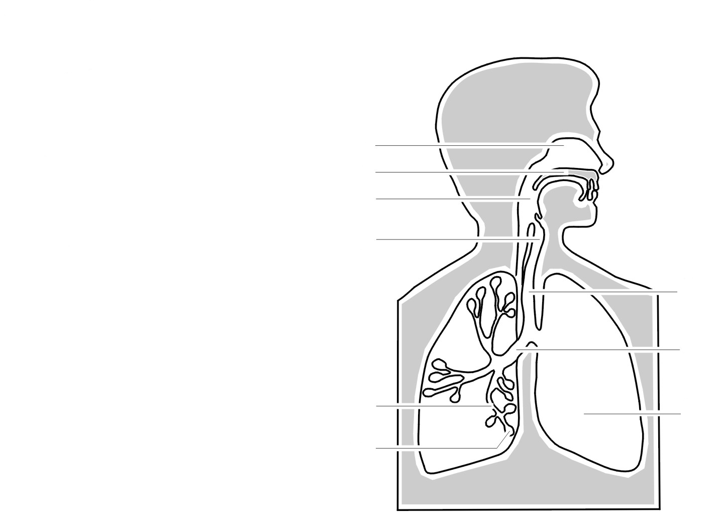 Respiratory System Diagram Blank